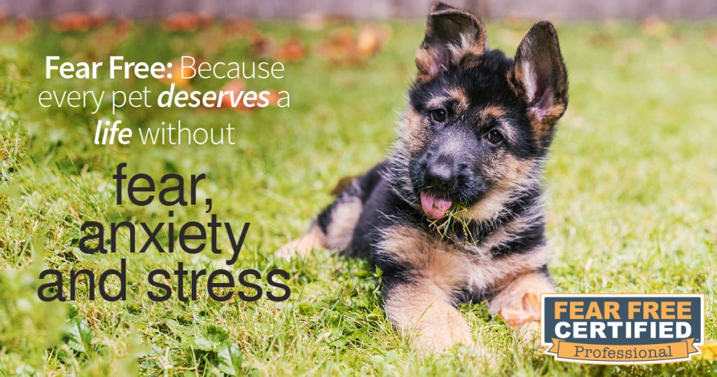 Fear Free in Spruce Pine, NC | Mitchell Veterinary Hospital